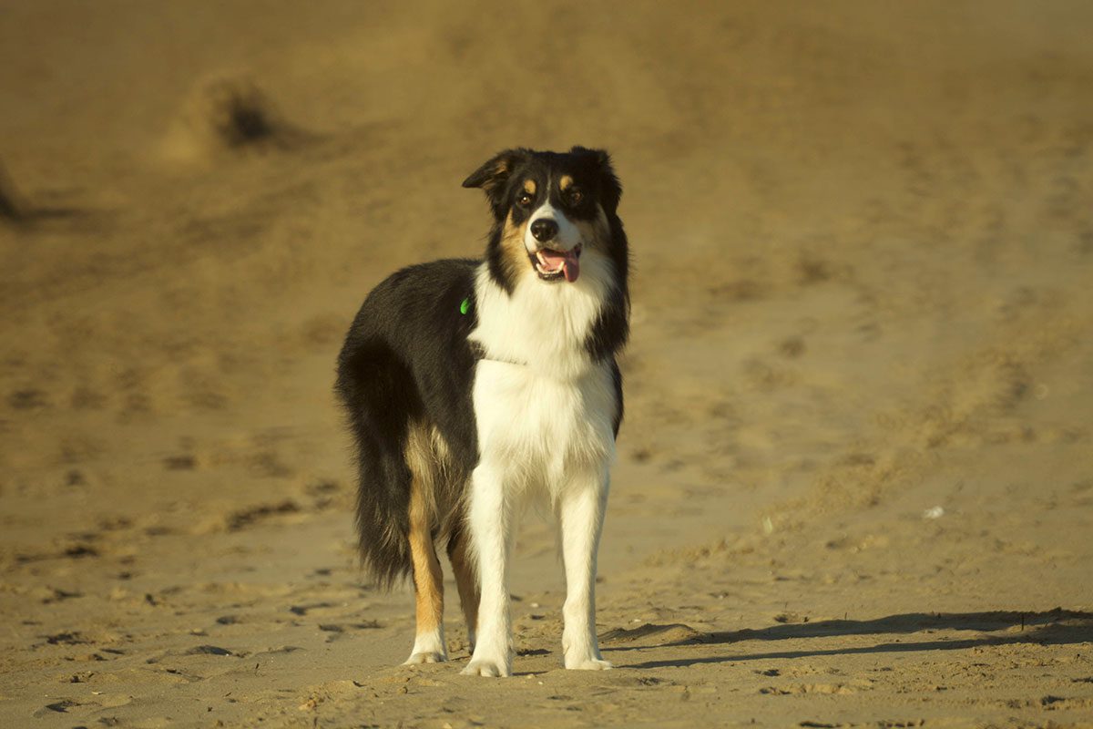 Camping Village Cavallino, Campeggio Lido Jesolo, Campeggi Venezia